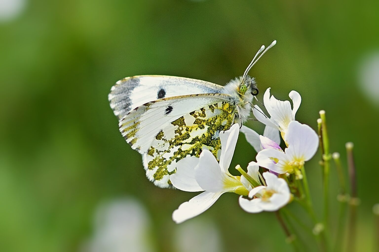 Månedens art fra Naturgruppen er sommerfuglen Aurora - Dianalund